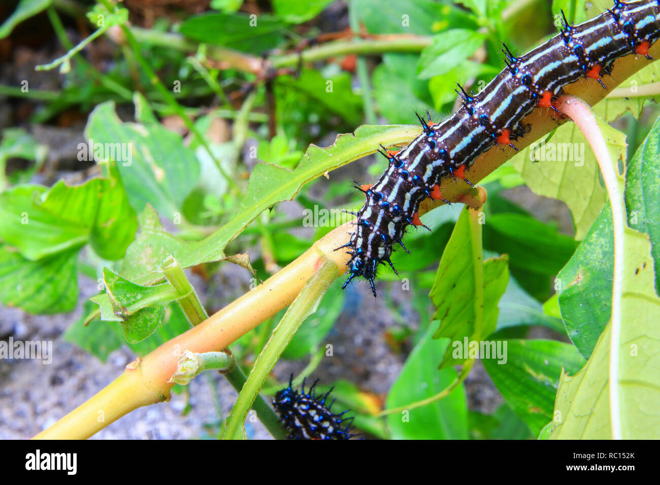caterpillar worm black and white striped Walking on leaf (Eupterote ...
