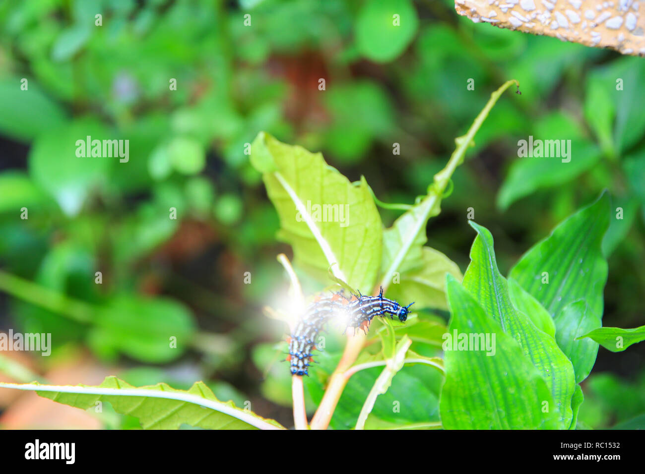 caterpillar worm black and white striped Walking on leaf (Eupterote ...
