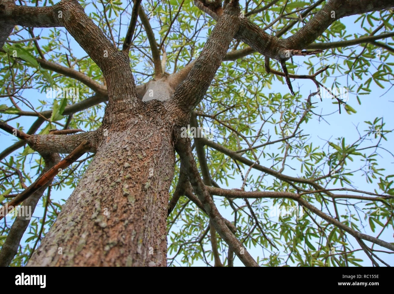 branch and leaf of tree beautiful in the forest on white background ...