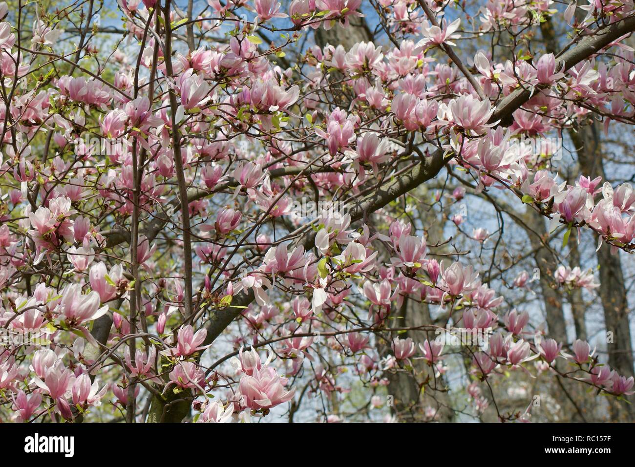 magnolia spectrum tree wonderful Stock Photo - Alamy