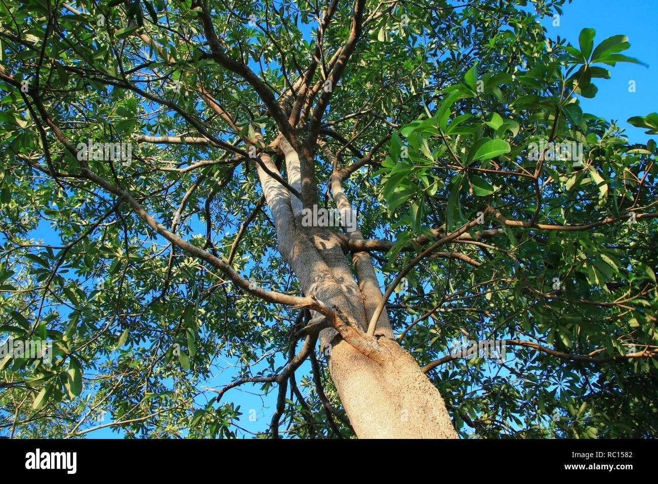 branch and leaf of tree beautiful in the forest on white background ...