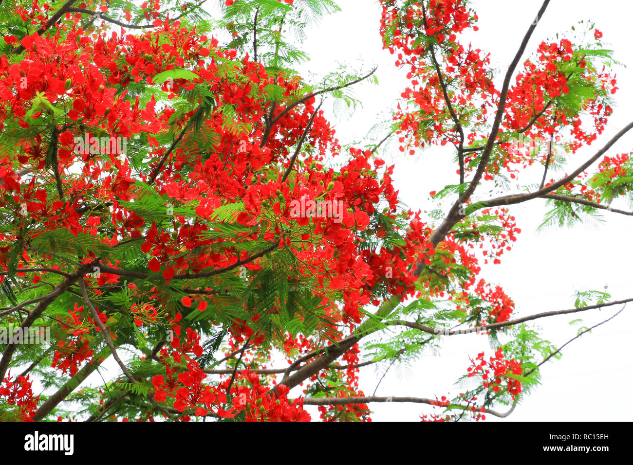 peacock flower red blooming in the summer public park on white ...
