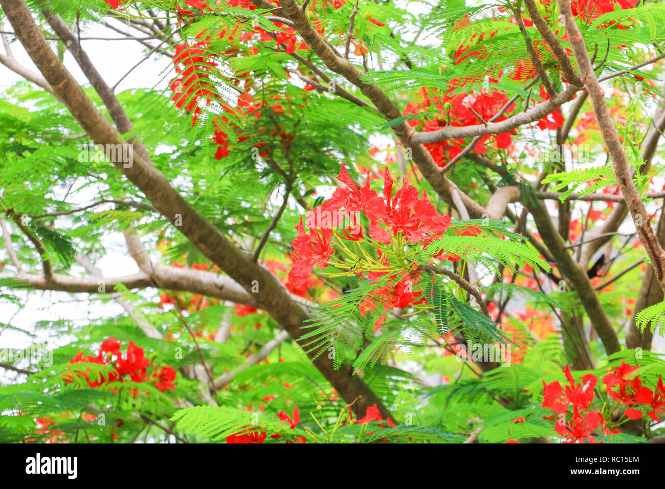 peacock flower red blooming in the summer public park on white ...