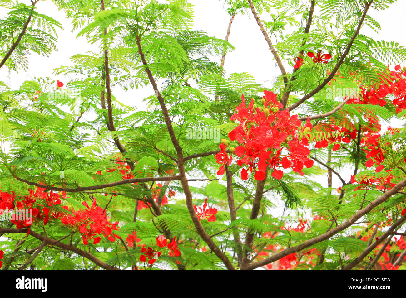 peacock flower red blooming in the summer public park on white ...