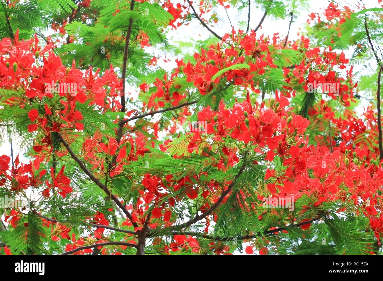 peacock flower red blooming in the summer public park on white ...