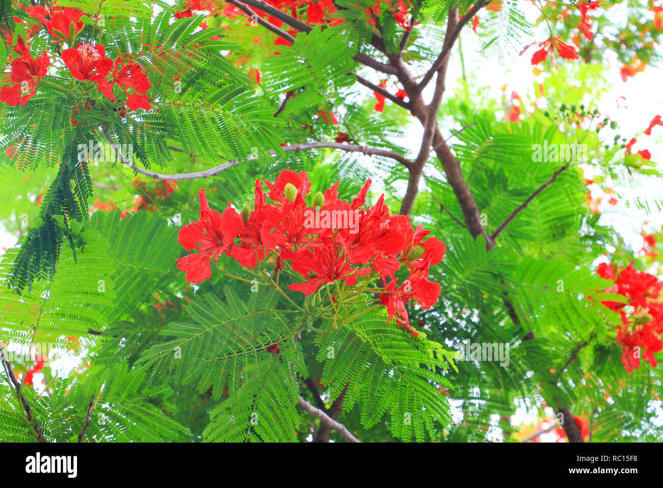 peacock flower red blooming in the summer public park on white ...