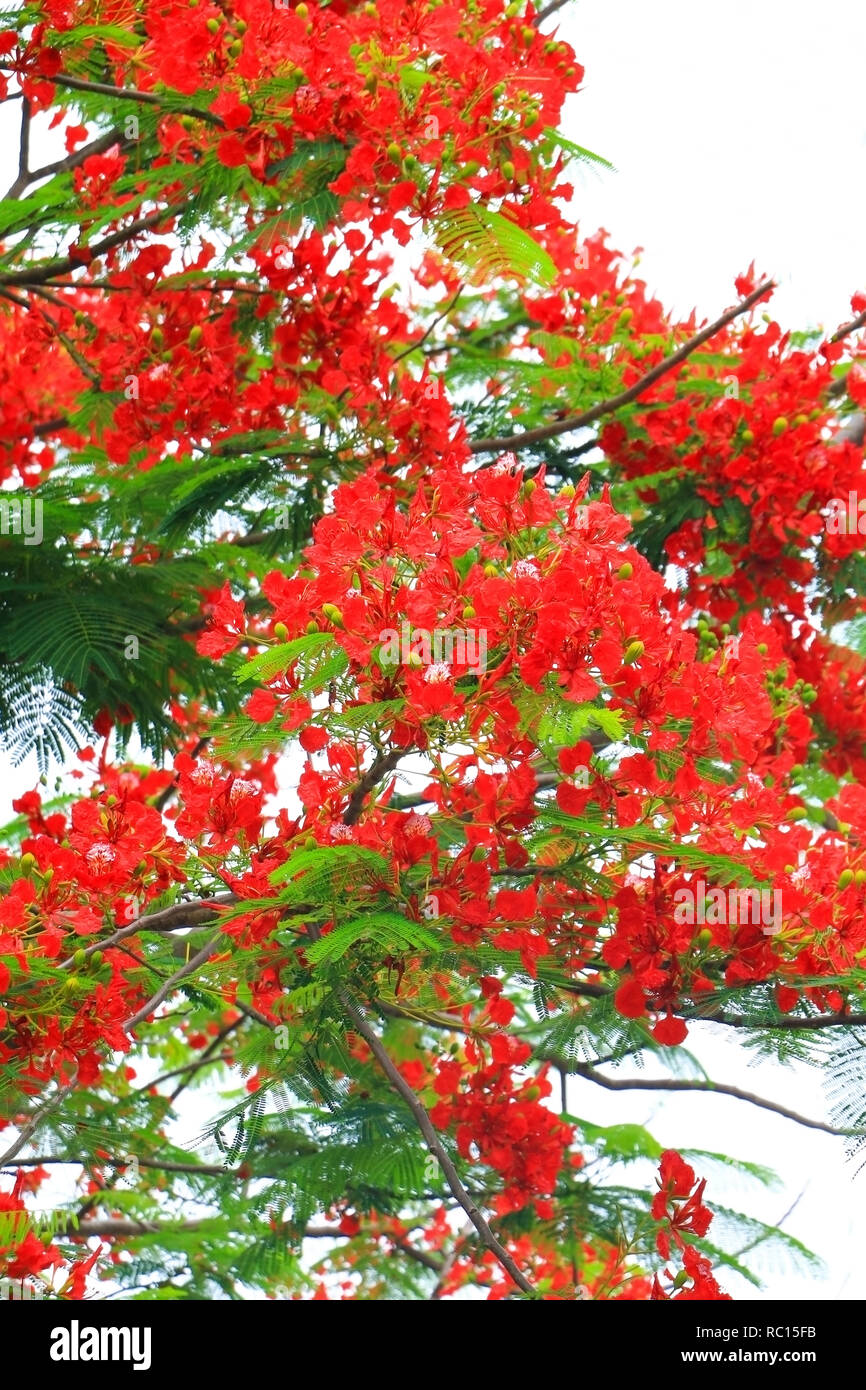 peacock flower red blooming in the summer public park on white ...