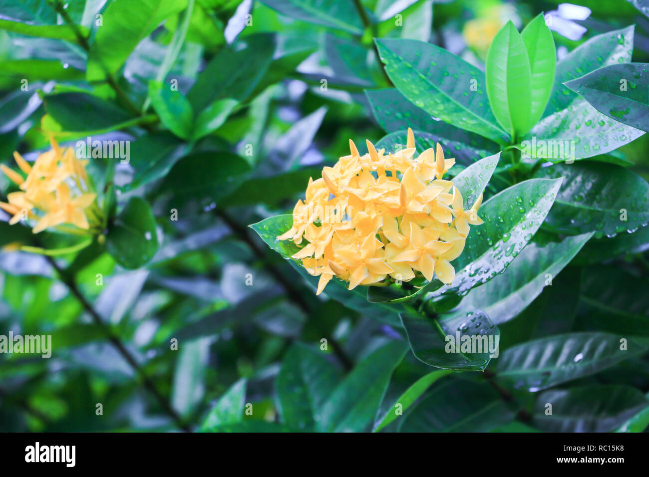 Ixora, spike flower yellow with water drop in nature ( Common Name ...