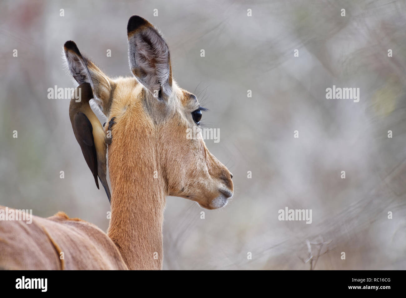 Impala bird hi-res stock photography and images - Alamy