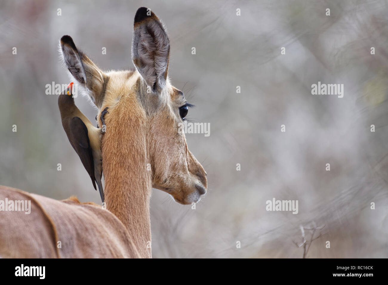 Adult portrait with red billed oxpecker hi-res stock photography and ...