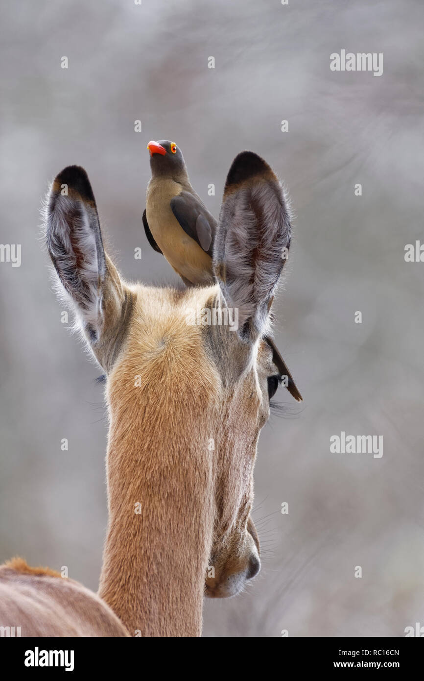 Kruger park look out point hi-res stock photography and images - Alamy