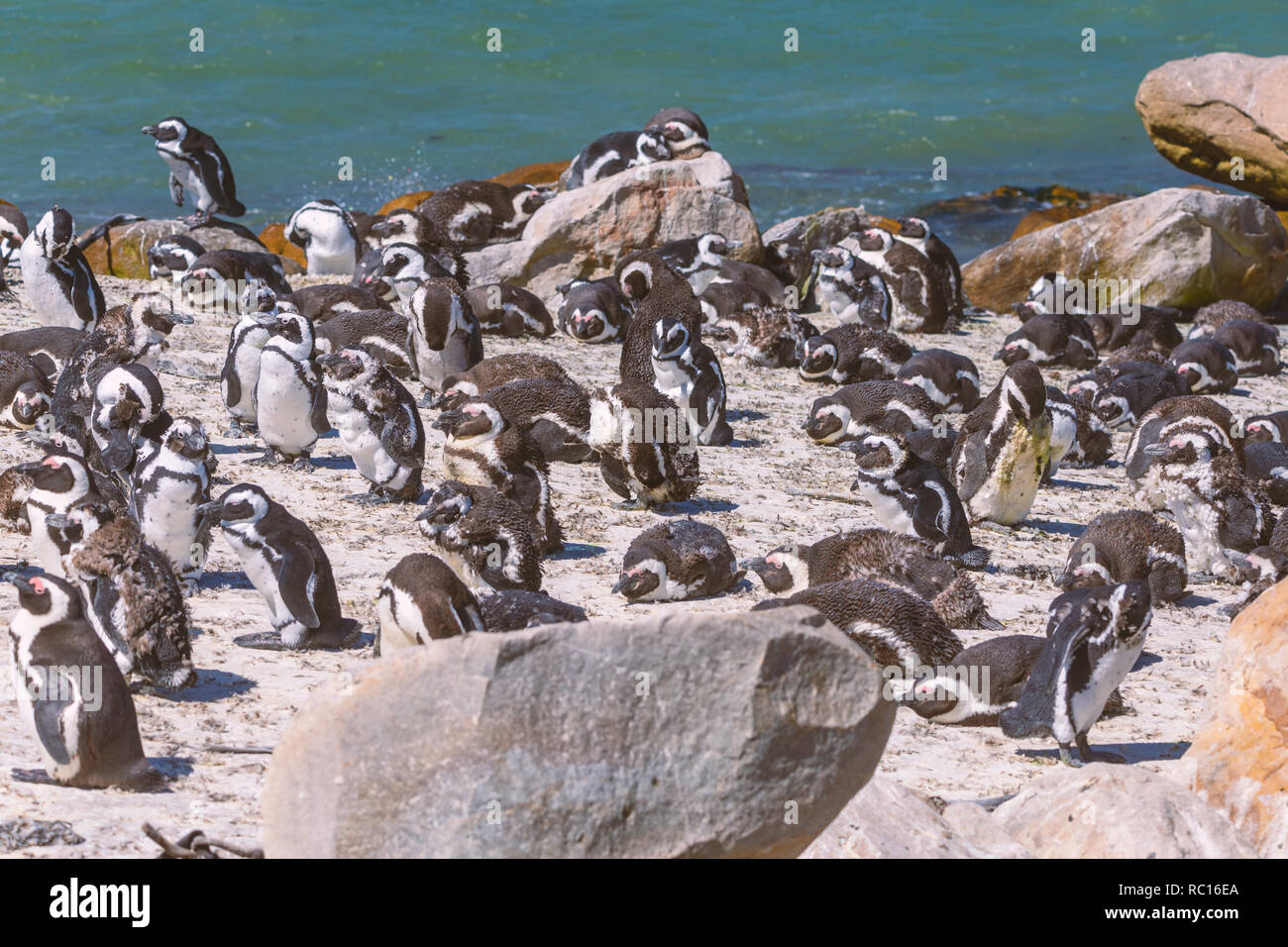 African penguin colony in Betty's bay, South Africa Stock Photo - Alamy