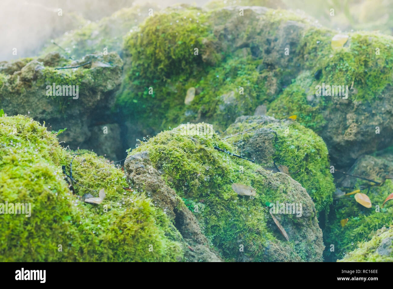 Green mos on stone while water springer spreading in the garden Stock ...