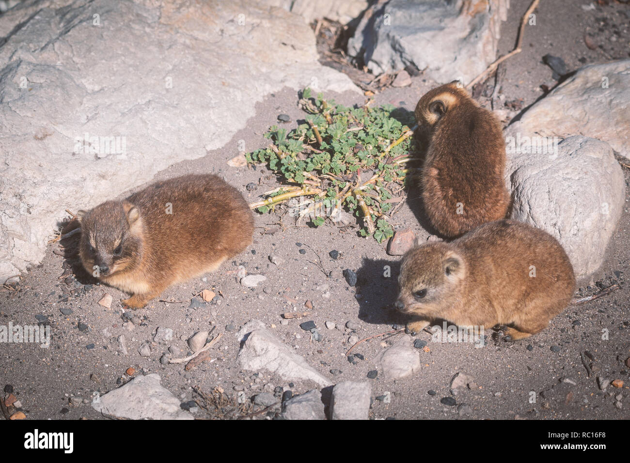 Rock dassie with baby hi-res stock photography and images - Alamy