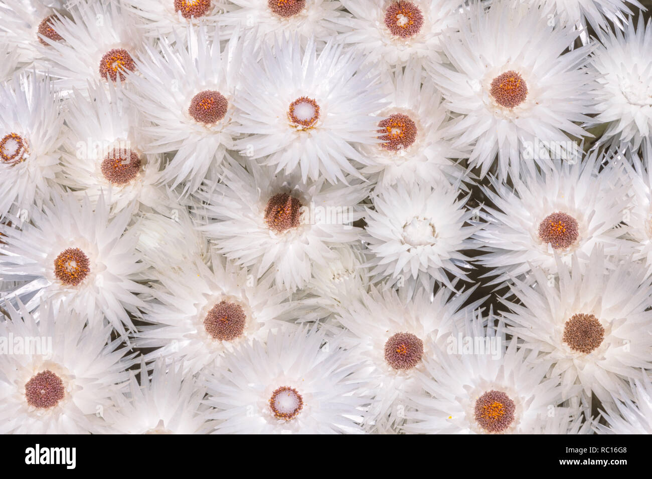 Syncarpha vestita flowers at Cape Peninsula, South Africa Stock Photo ...