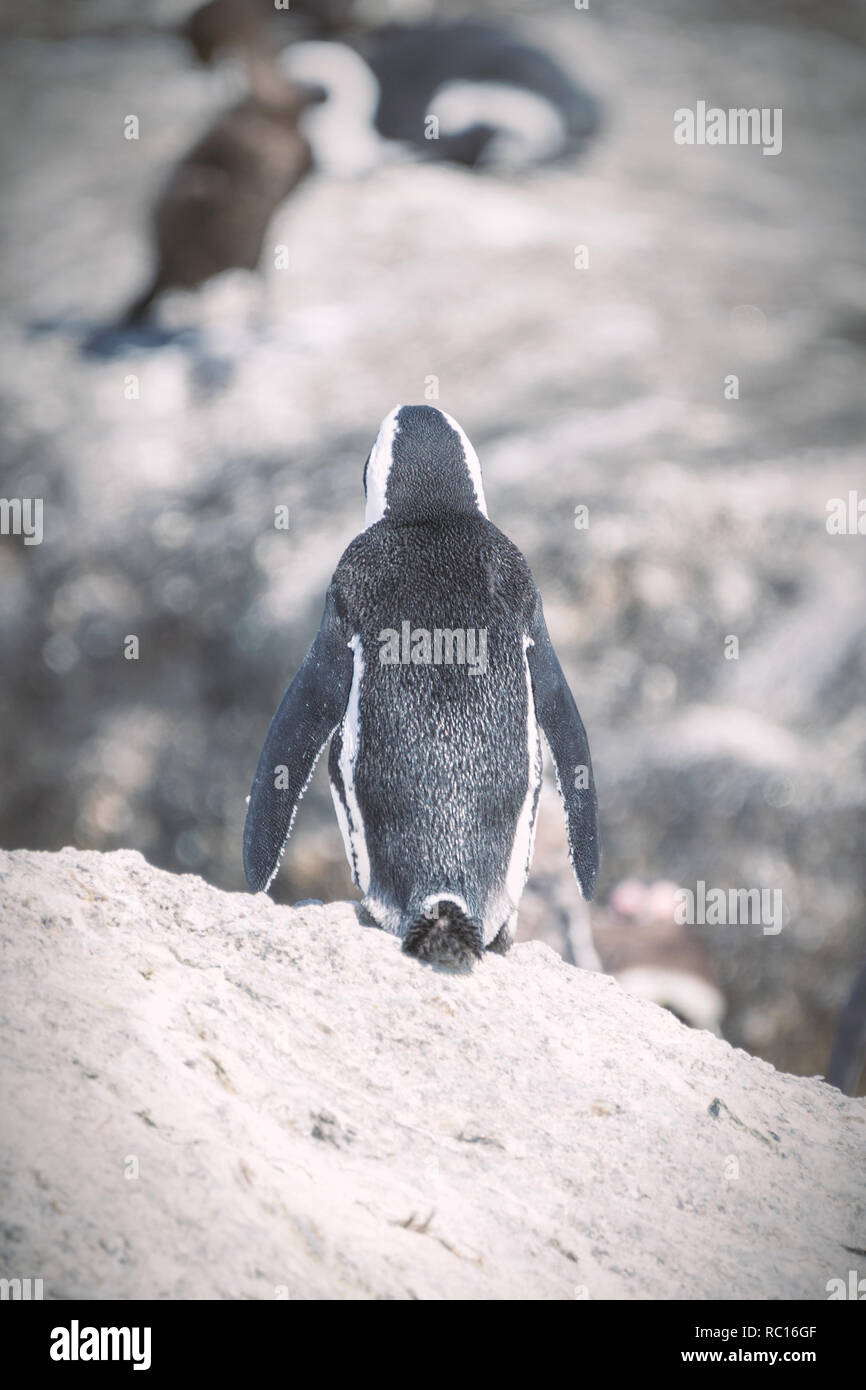 African penguin colony at Boulders beach, South Africa Stock Photo - Alamy