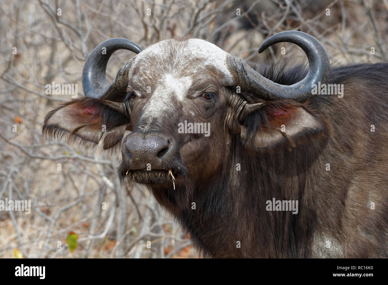Female Buffalo High Resolution Stock Photography and Images - Alamy
