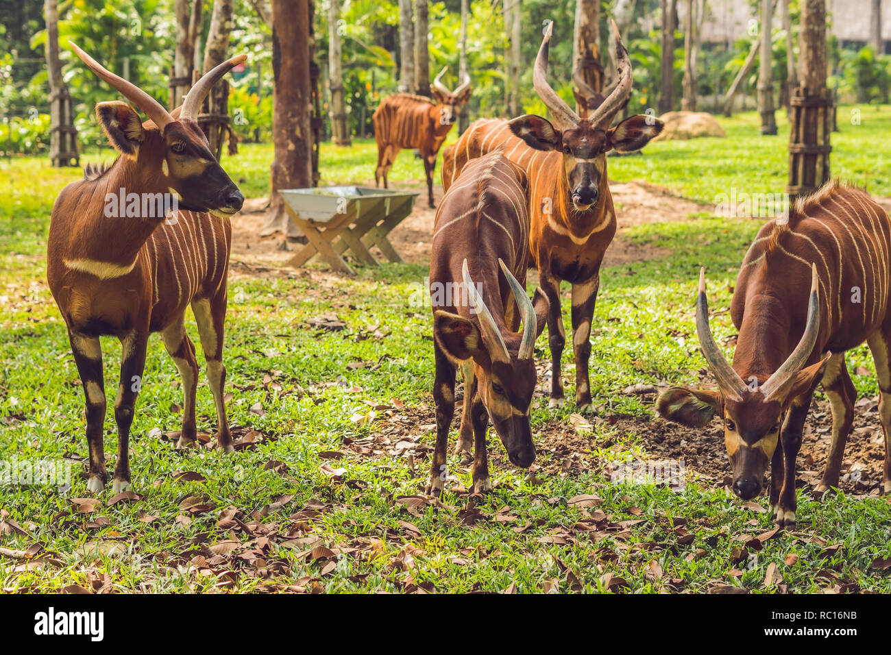 Beautiful animal - big eastern bongo antelope, extremely rare animal ...