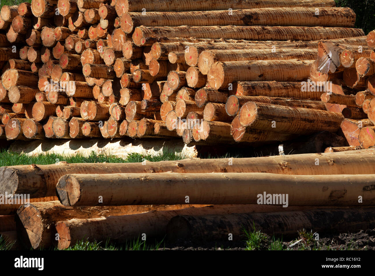 Log building material hi-res stock photography and images - Alamy