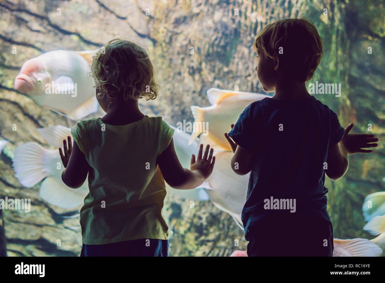 Little Boy and girl watching tropical coral fish in large sea life tank ...