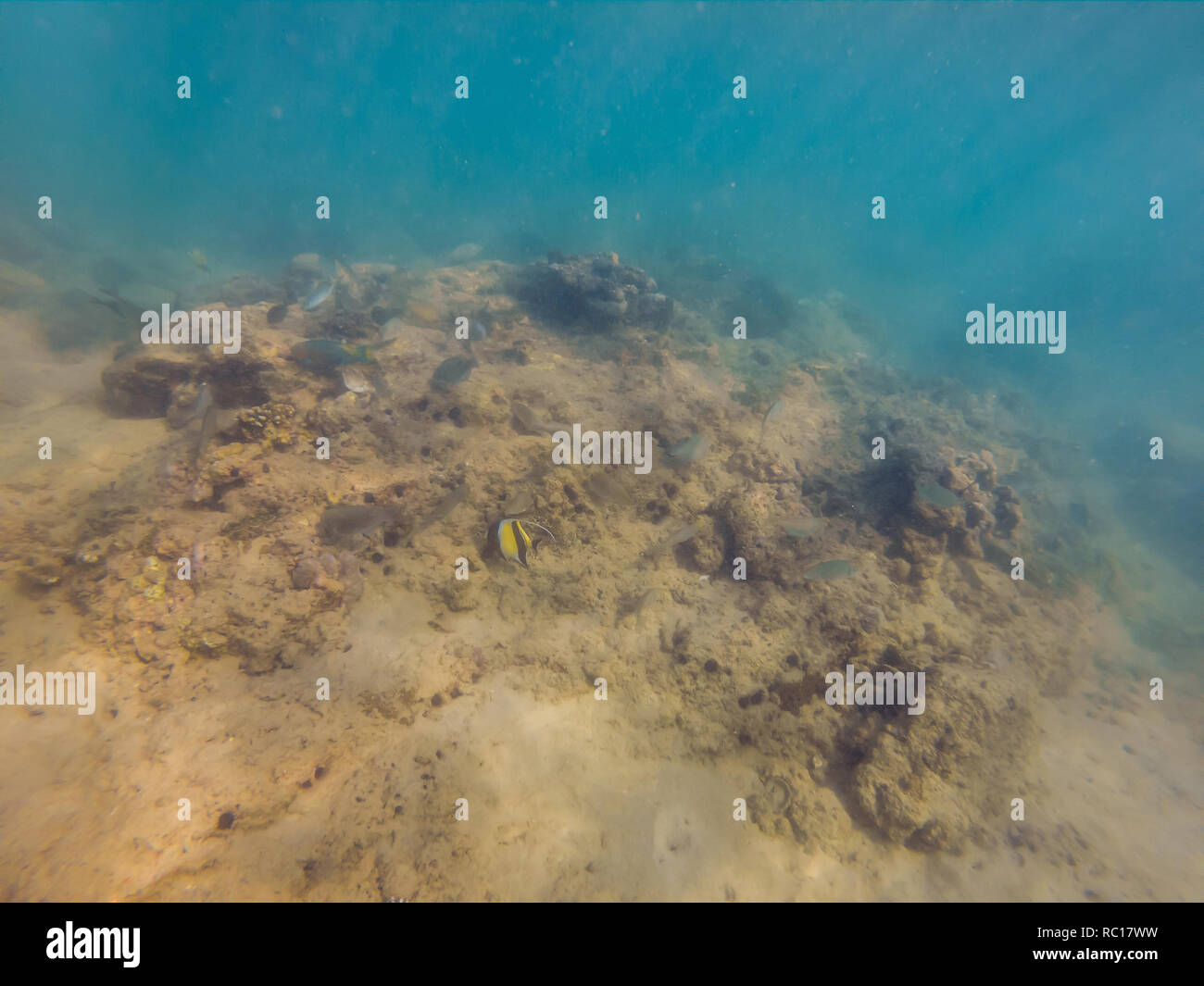 Underwater landscape background with corals and fish Stock Photo - Alamy