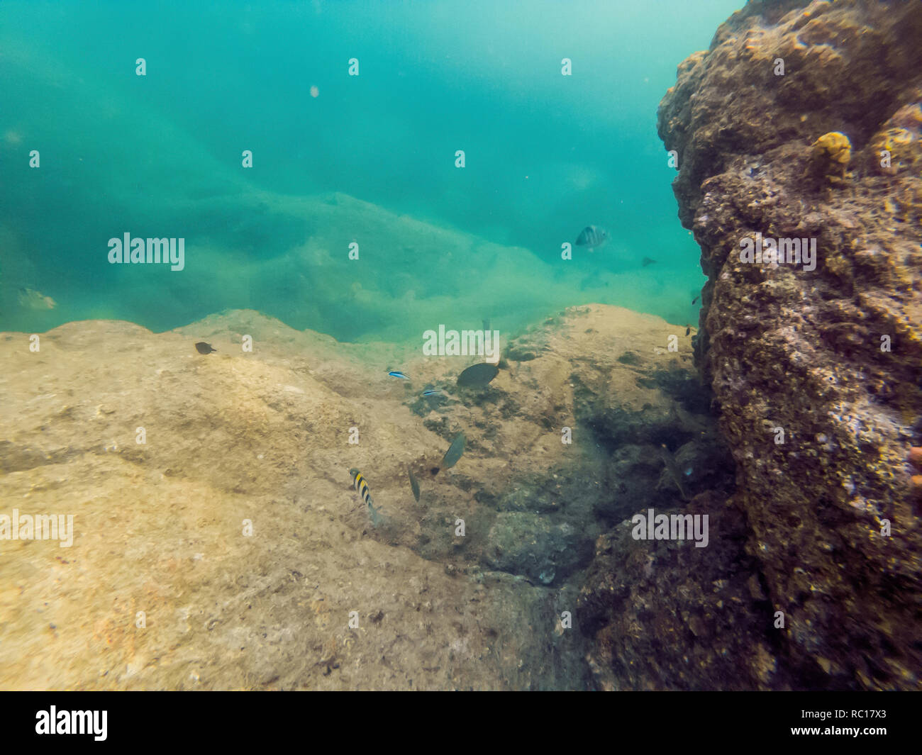 Underwater landscape background with corals and fish Stock Photo - Alamy
