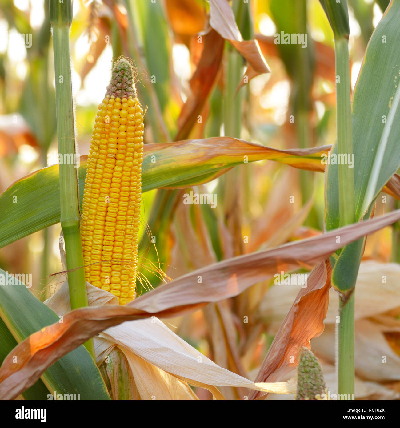 Backlit Ripe Corn of Maize on stalks at the field ready for harvest ...
