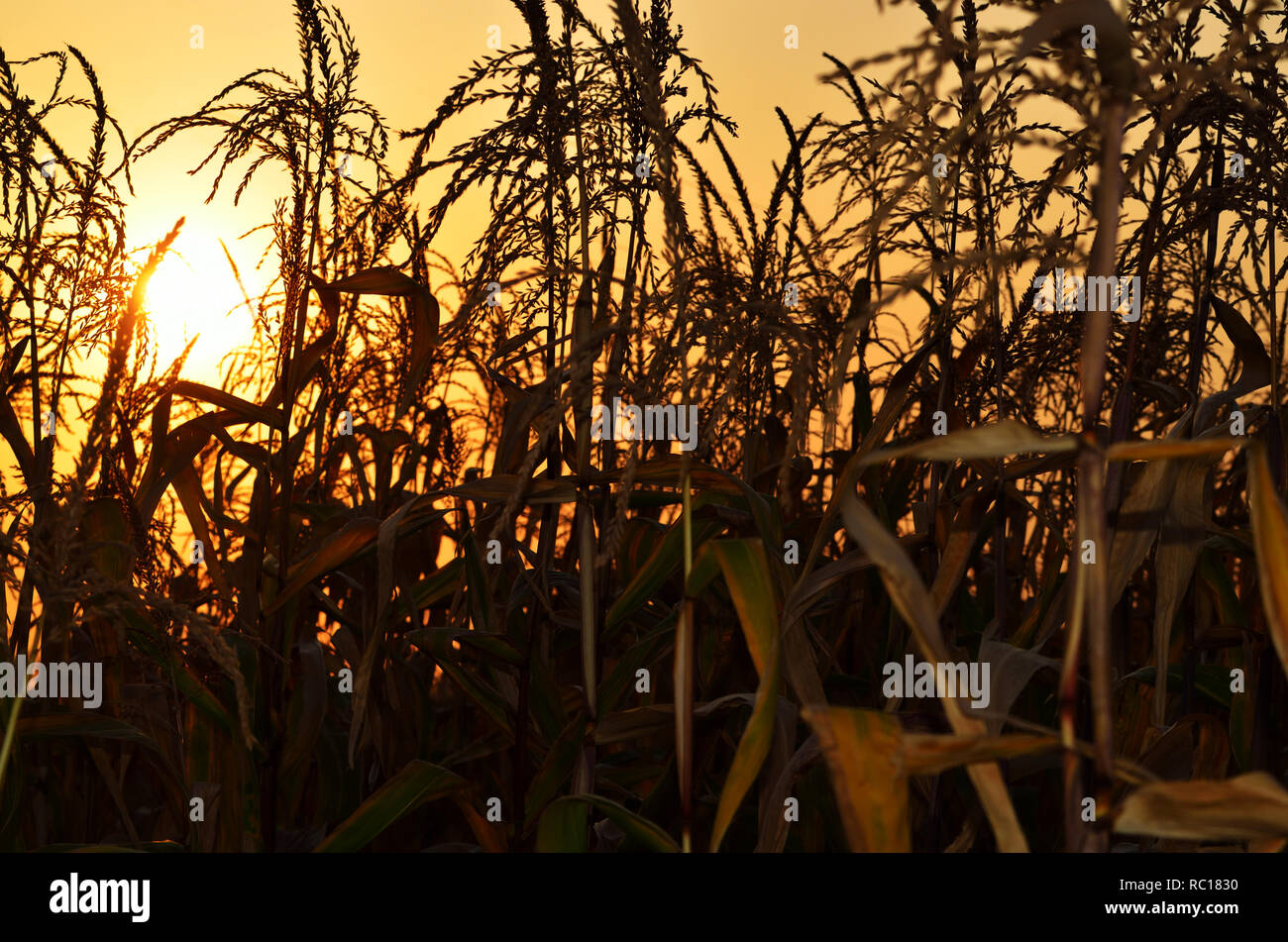 Maize field night hi-res stock photography and images - Alamy