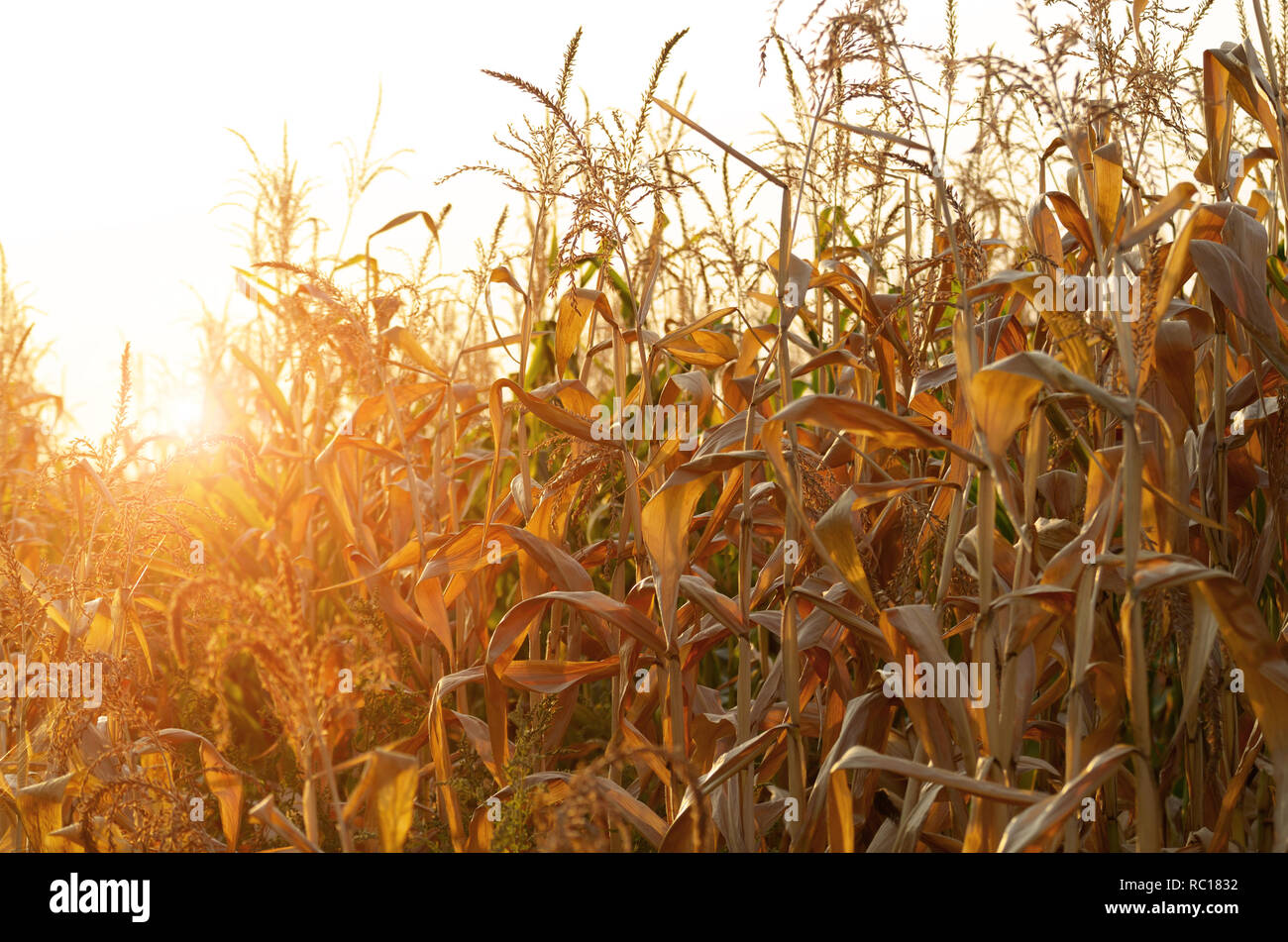 Backlit Maize field at evening sunset time Stock Photo - Alamy