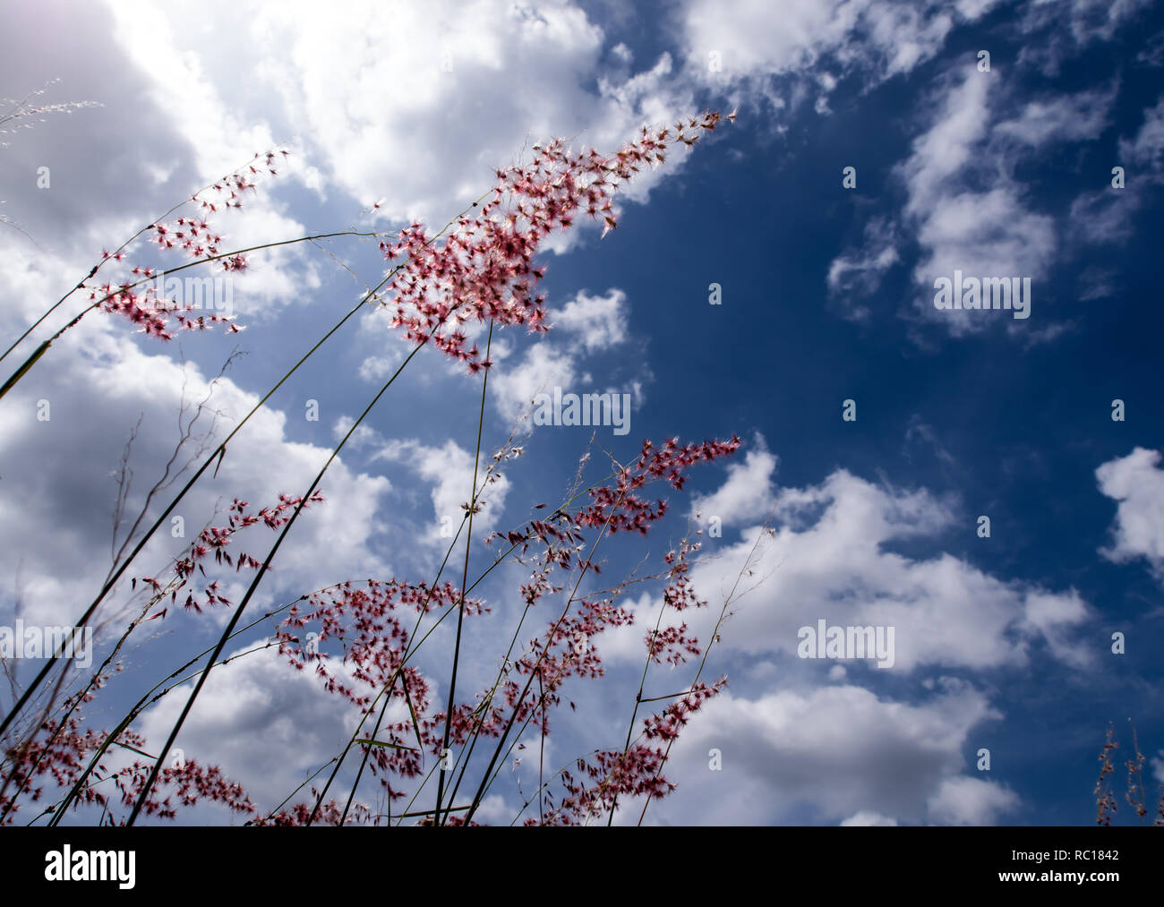 Flower of Natal redtop ruby grass in the bright sunlight and fluffy ...
