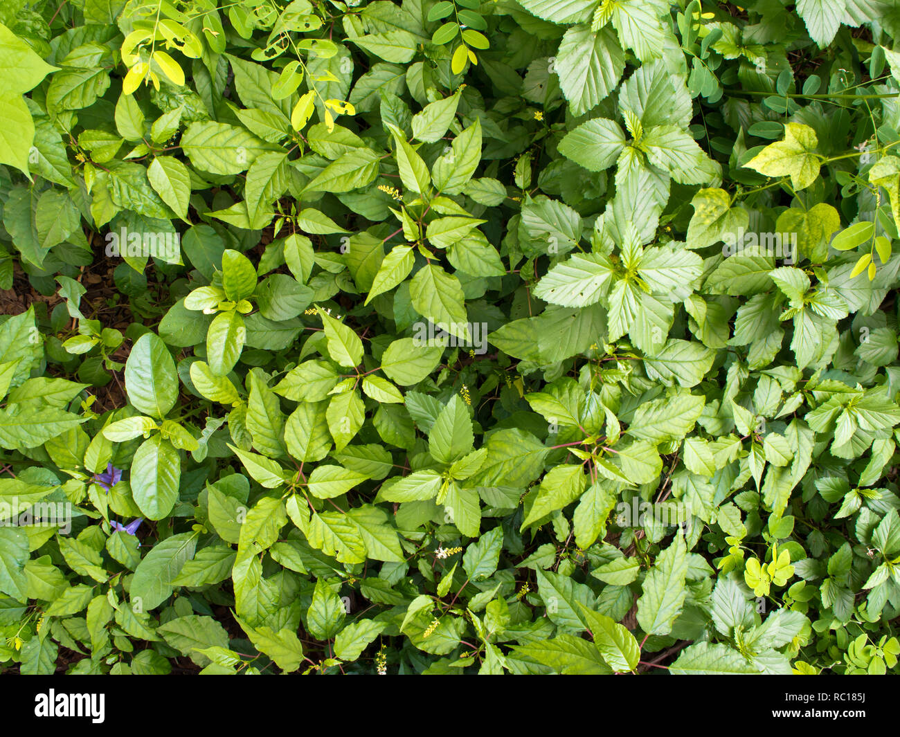Leaves of weed as background or texture Stock Photo - Alamy