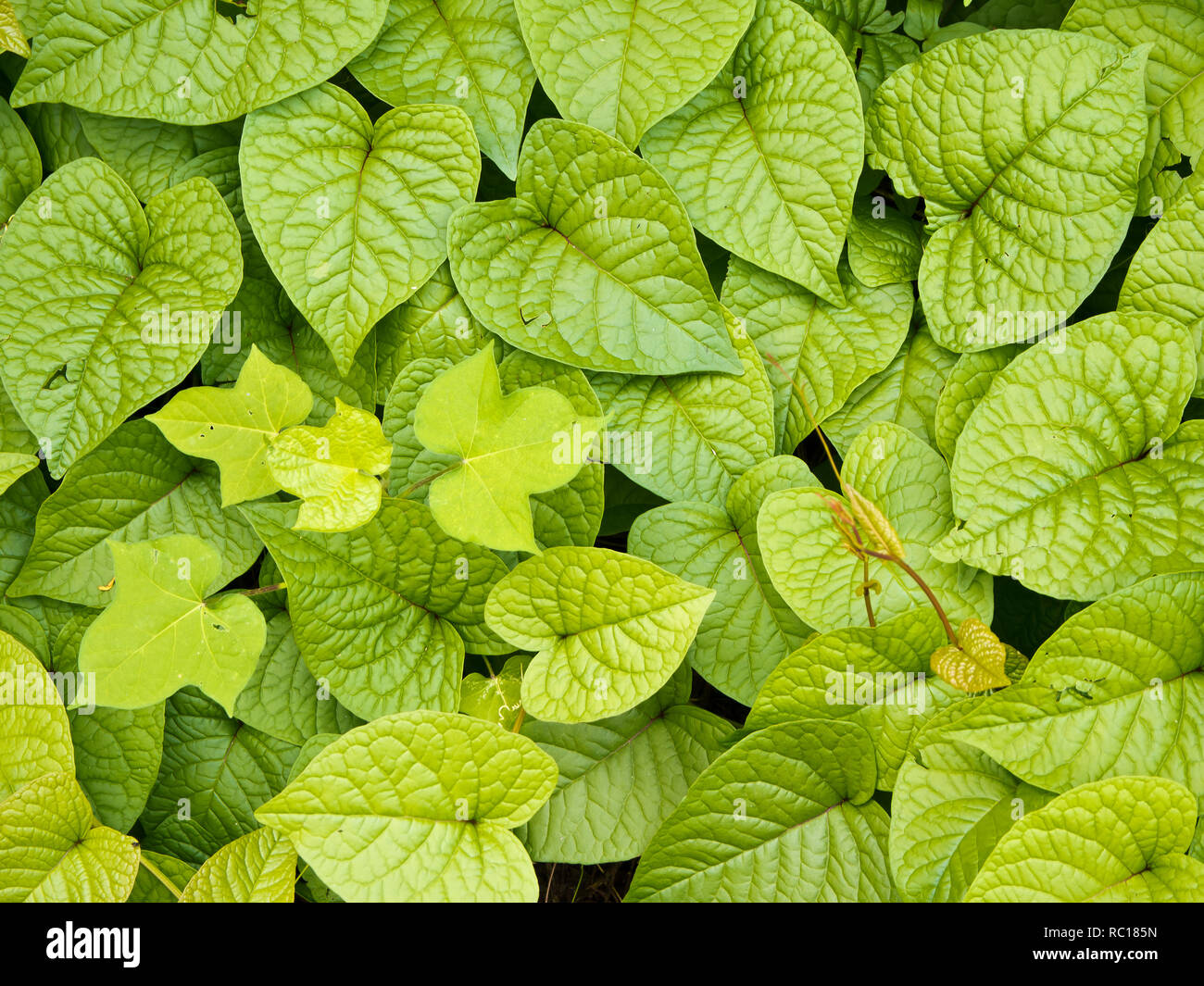 Weed texture hi-res stock photography and images - Alamy