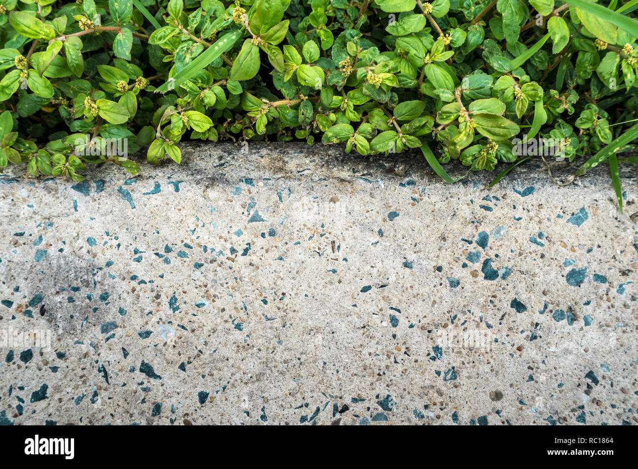Rough surface texture of the concrete pathway and green color of grass ...