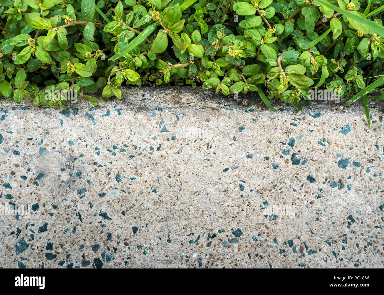 Rough surface texture of the concrete pathway and green color of grass ...
