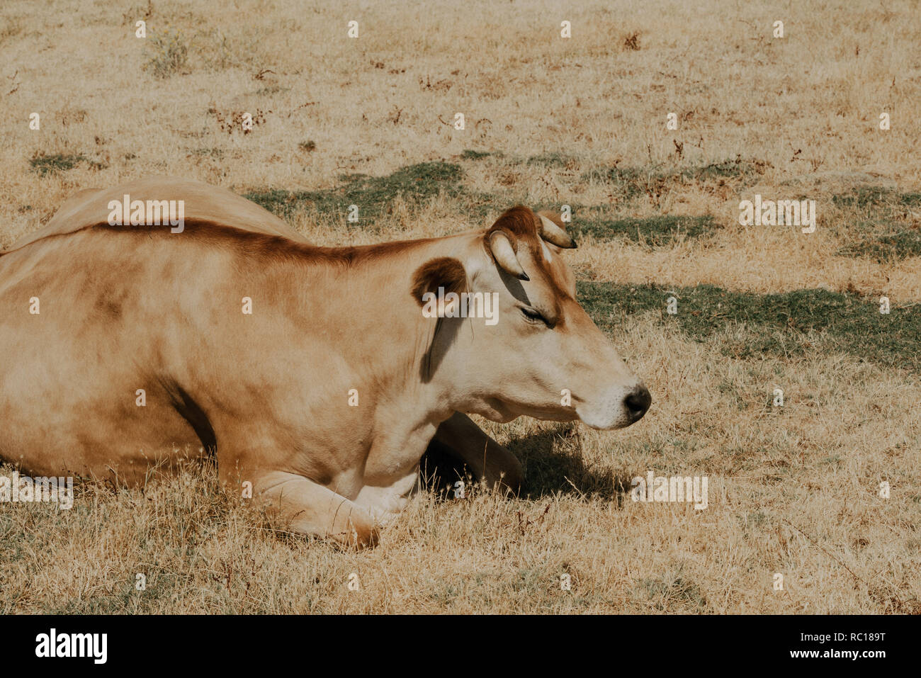 Bessy the cow hi-res stock photography and images - Alamy