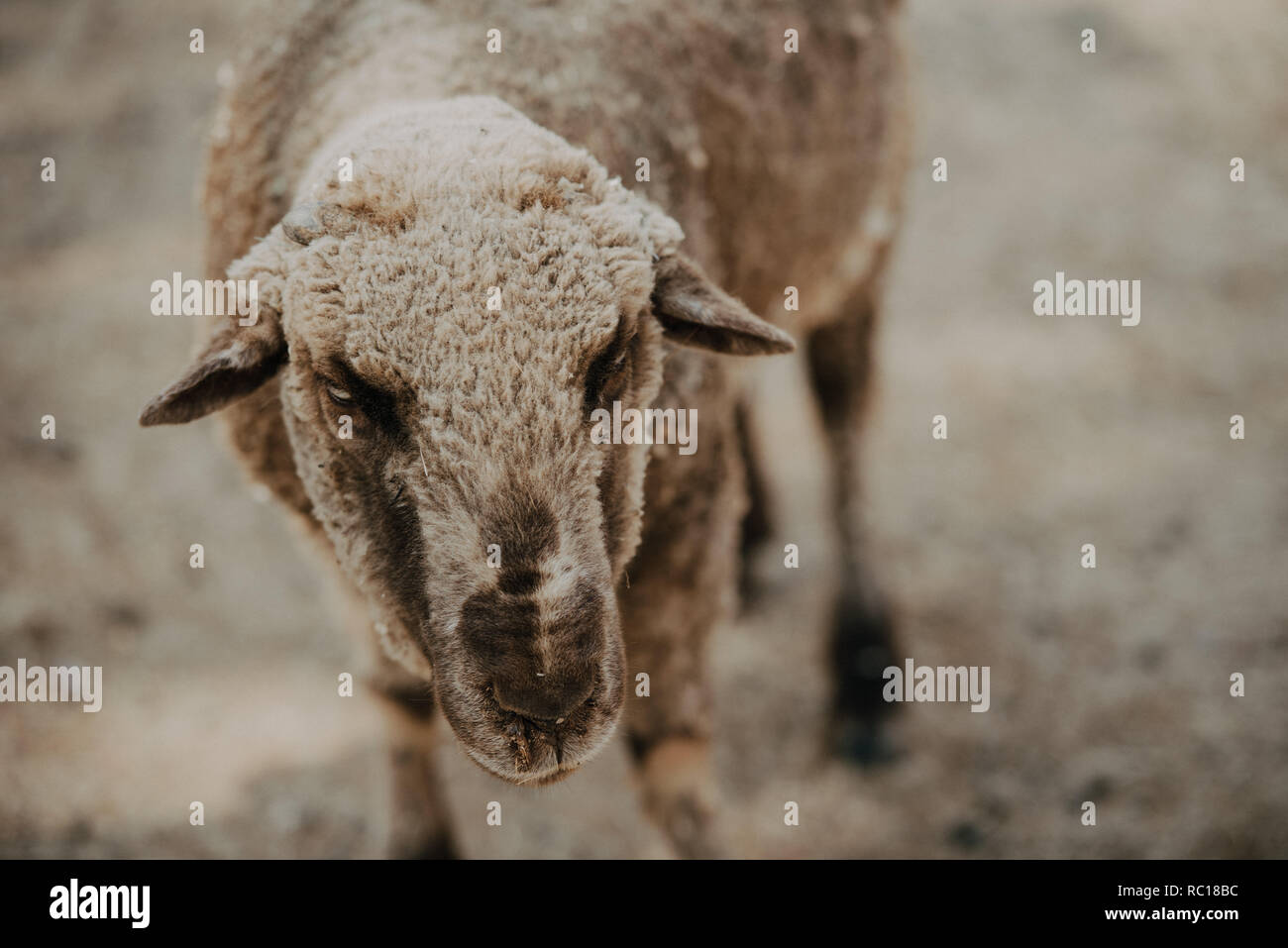Adorable sheep art hi-res stock photography and images - Alamy