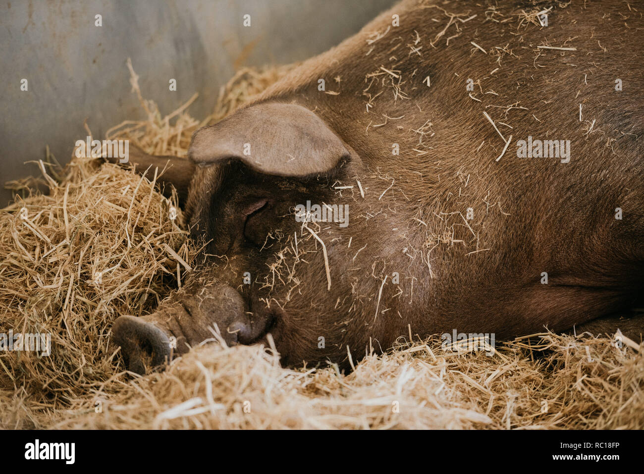 Pig sleeping in hay Stock Photo - Alamy