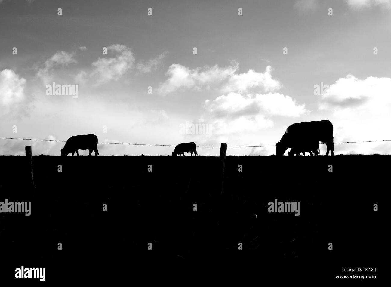 Farm animals silhouette field Black and White Stock Photos & Images - Alamy