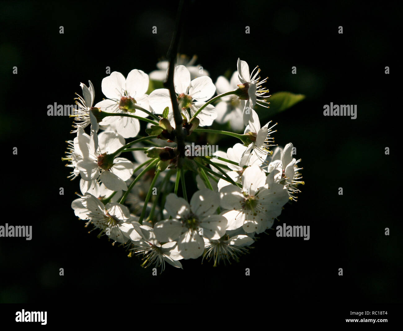 branch of blossoming tree with white flowers covered by a sunlight on ...