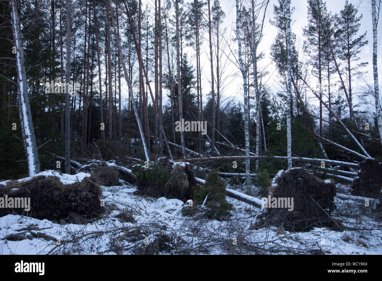 Finland deforestation hi-res stock photography and images - Alamy