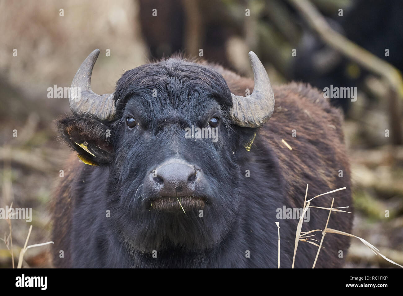 Primitive cattle hi-res stock photography and images - Alamy