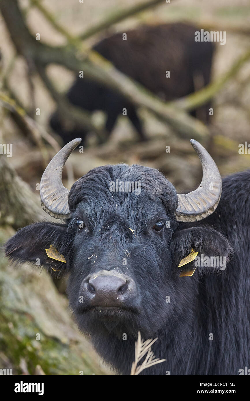 Primitive cattle hi-res stock photography and images - Alamy