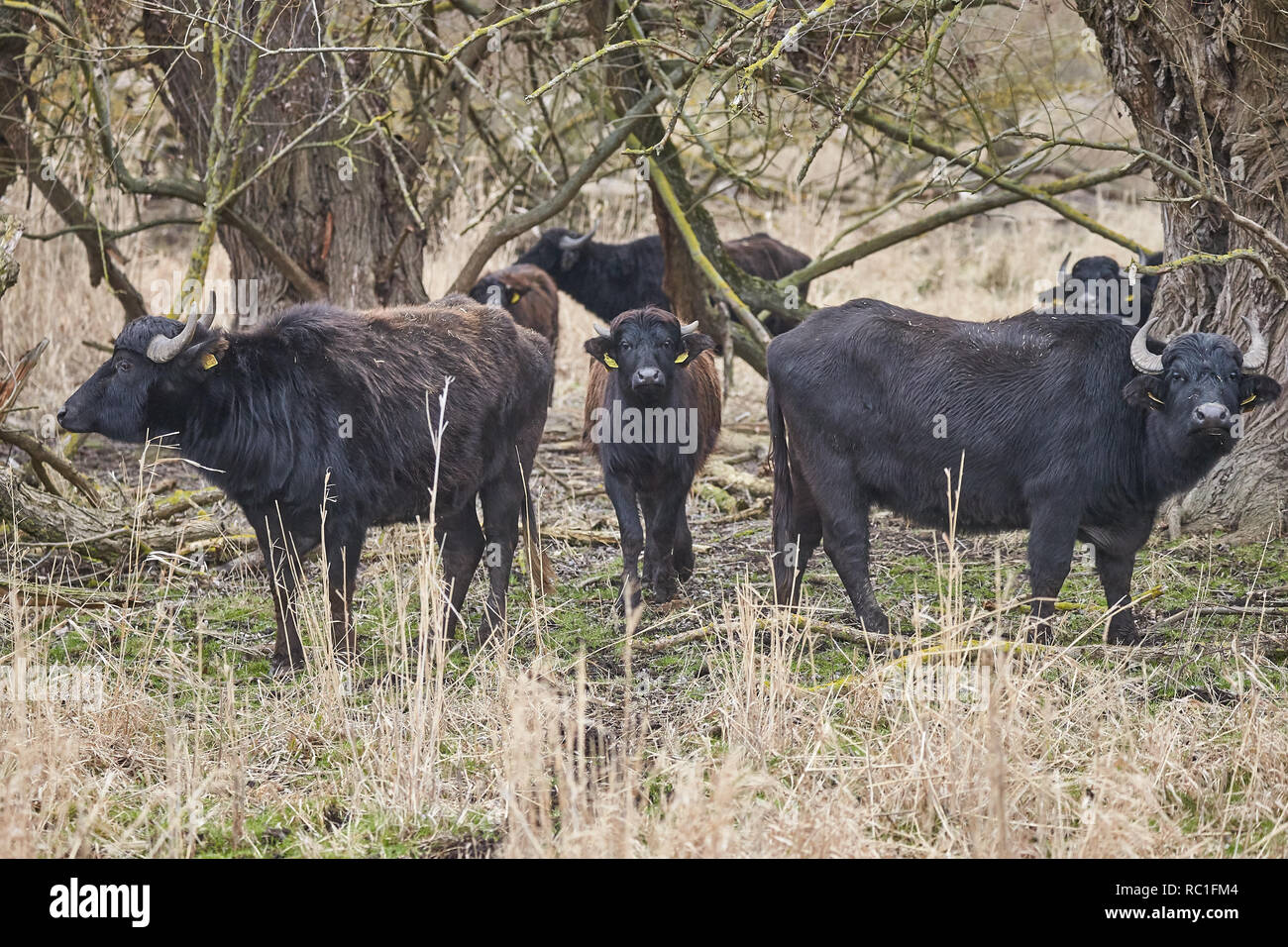 Primitive cattle hi-res stock photography and images - Alamy