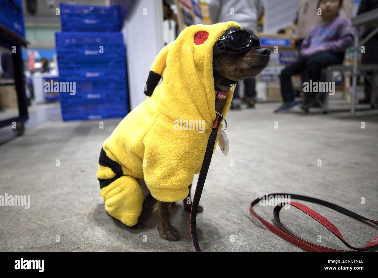 Dog dressed as pikachu hi-res stock photography and images - Alamy