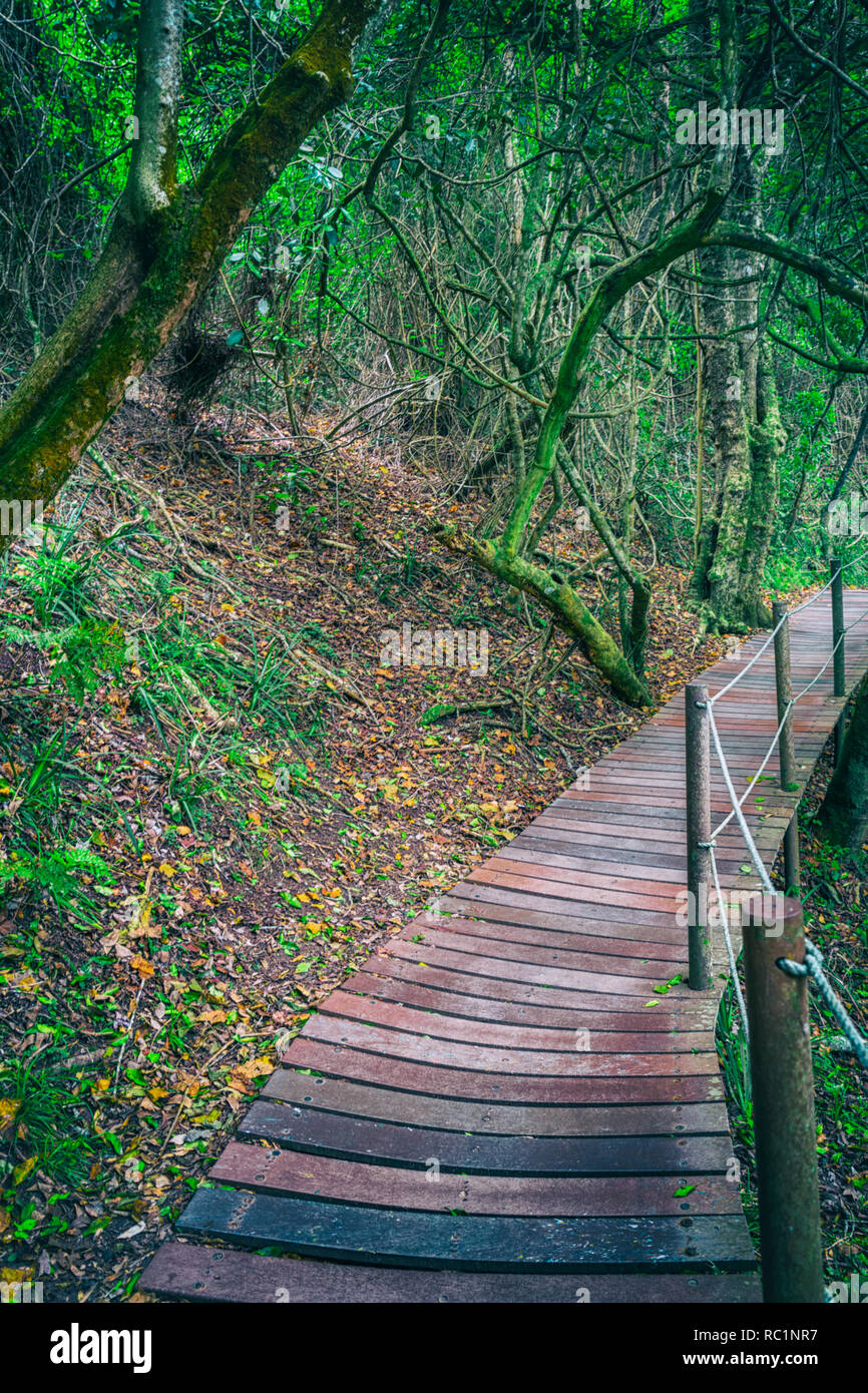 Wooden path in the forest in summer season Stock Photo - Alamy