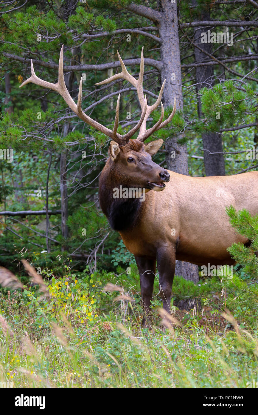 Rocky Mountain Bull Elk with antlers vertical portrait closeup Stock ...