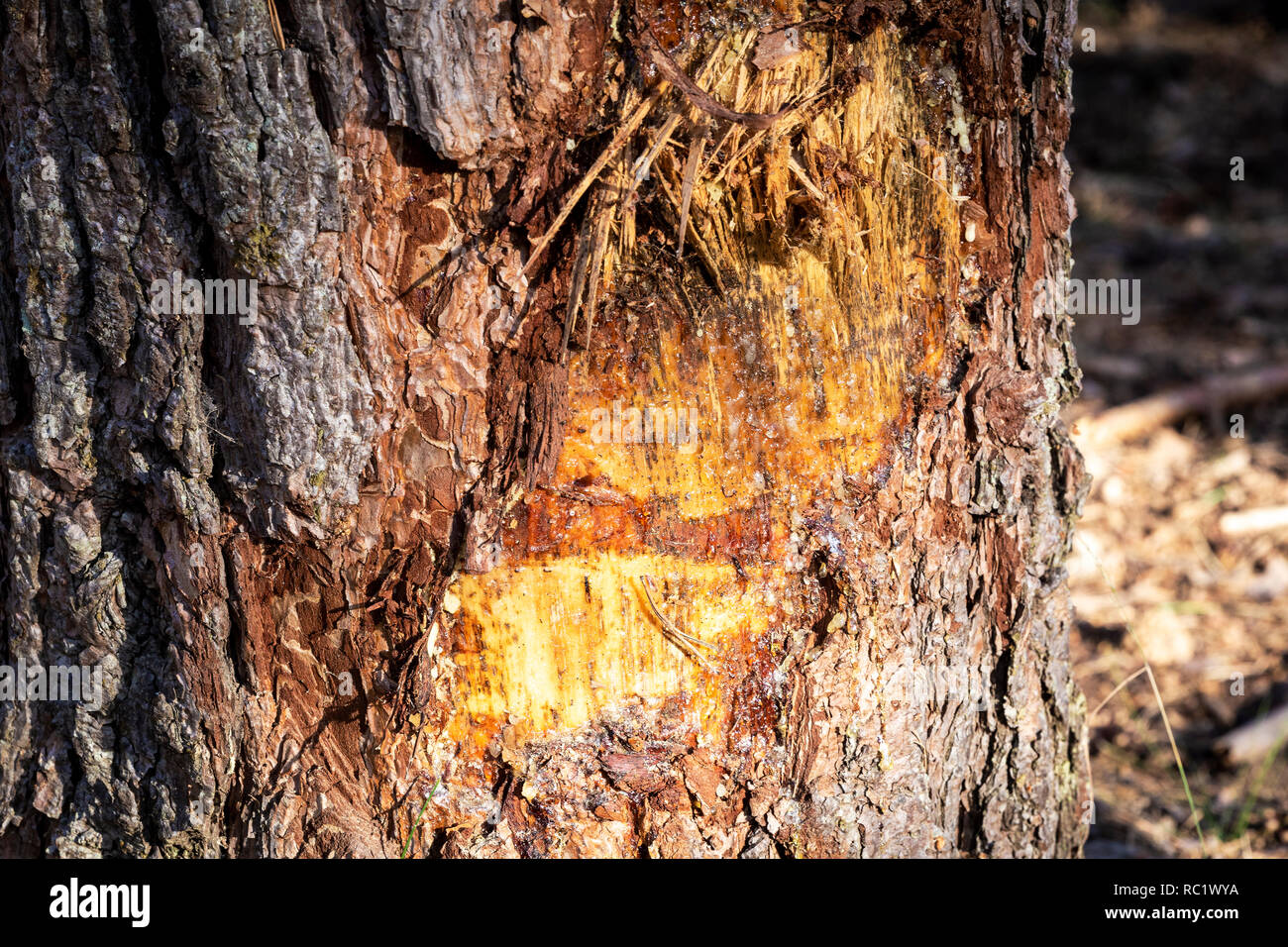Bark Fossil High Resolution Stock Photography and Images - Alamy