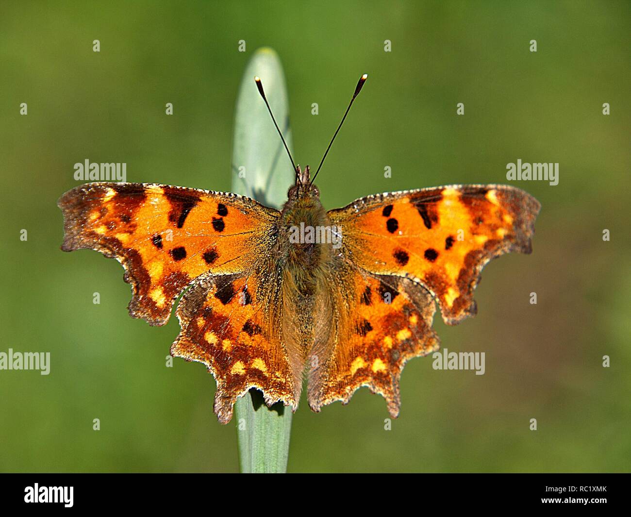 Butterfly with spread wings hi-res stock photography and images - Alamy
