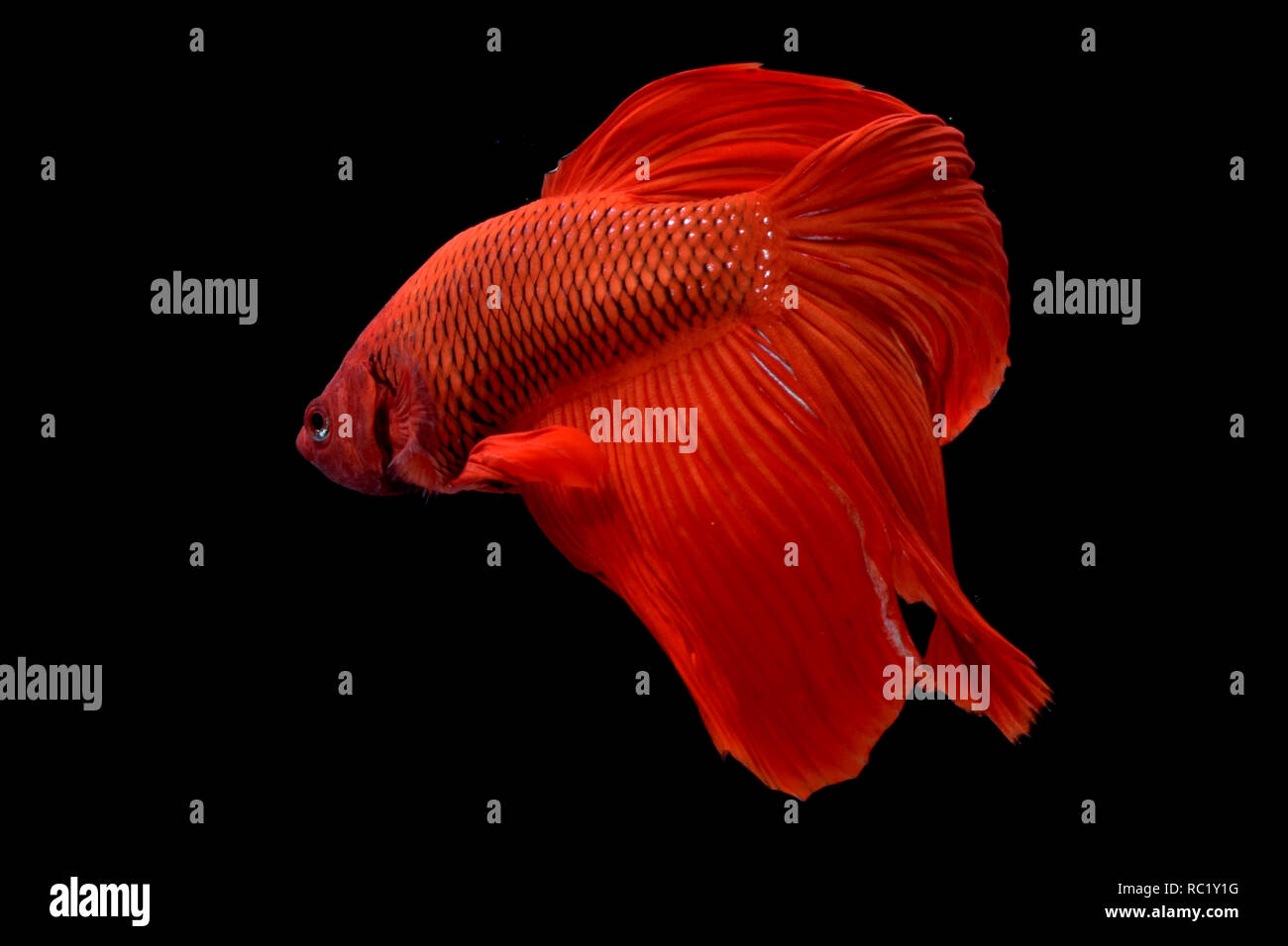 Red and blue betta fish hi-res stock photography and images - Alamy