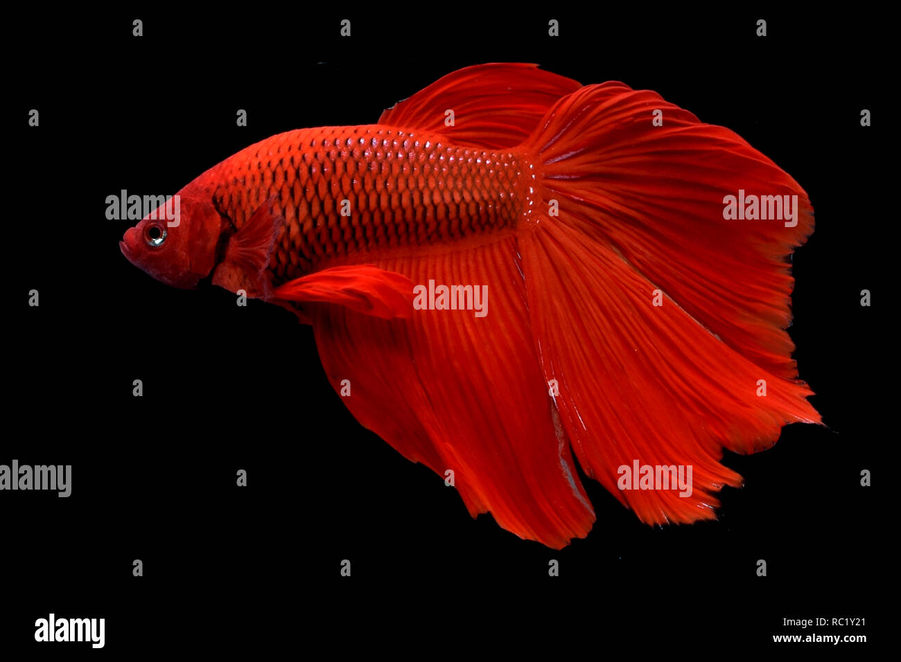 Betta fish fighter Stock Photo - Alamy